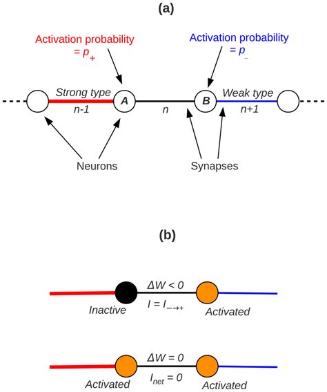 A Model For Plastic Synapses A A Networked Population Of Binary