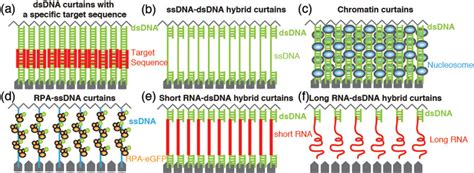 Schematic Of Curtains A Dsdna Curtains With A Specific Target