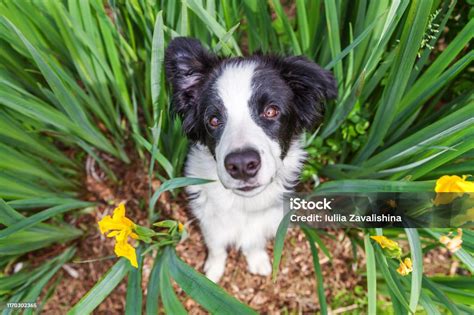 공원이나 정원 배경에서 녹색 잔디 잔디에 앉아 귀여운 밀링 강아지 국경 콜리의 재미있는 야외 초상화 0명에 대한 스톡 사진 및