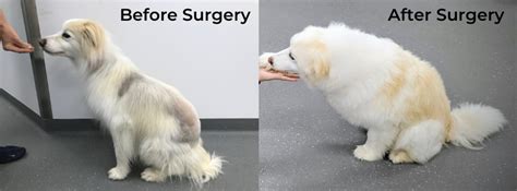 Managing Your Dogs Cushings Disease Cushings Disease