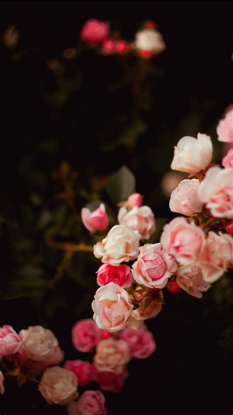 Flower Iphone 8 Wallpapers Free Download
