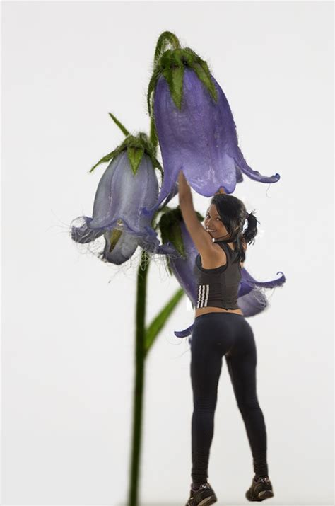 Campanula Barbarta 2 Plant Vore By Sonyared76 On Deviantart