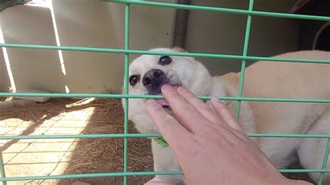 쉬어야 될 주말에 공장개랑 놀아주기 위해 출근한 40중 후반의 아재는 천지도 모르고 좋아한다공장개랑 중년 아재랑 만나서 서로