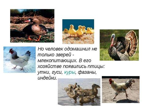 Дикие и домашние животные 1 класс презентация доклад проект скачать