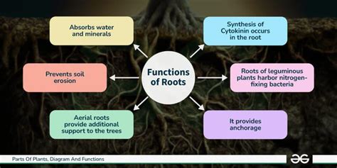 Parts Of Plants, Diagram And Functions - GeeksforGeeks