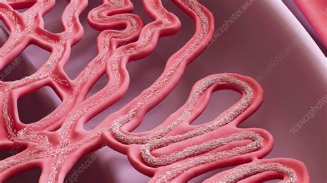 Sperm Cells Within The Epididymis Illustration Stock Image F042 5291 Science Photo Library