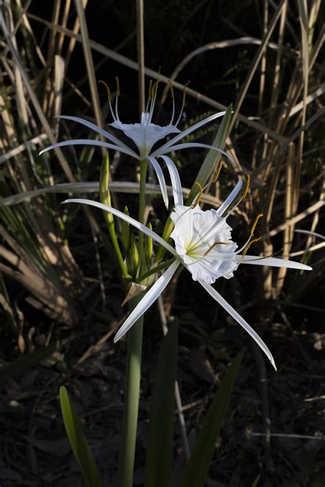 Spider Lily — Atchafalaya National Heritage Area