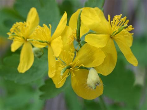 Chelidonium majus