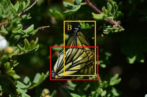 Butterflies A And B Cannot Be Simultaneously Detected By Nms Algorithm