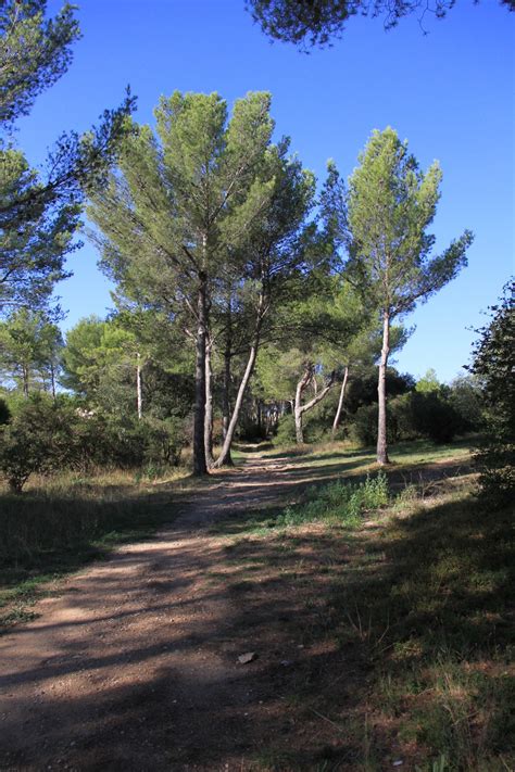 무료 이미지 경치 나무 숲 황야 꼬리 목초지 가을 공원 초록 산보 삼림지 자코 처녀 구역 버스 서식지 섭취량 라스베가스 공백 생태계