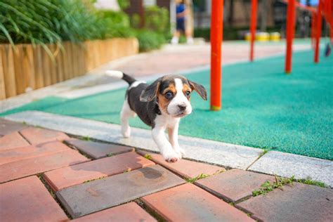 비글분양 사랑스러운 애기 강아지 덕순 웰시코기분양 프렌치불독분양 보스턴테리어분양 이탈리안그레이하운드분양 베들링턴테리어분양 셔틀랜드쉽독분양 코카스파니엘분양 퍼그분양 비글