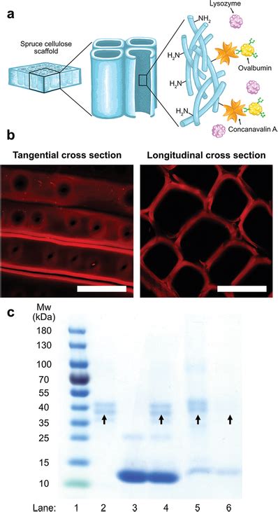 A Schematic Illustration For The Glycoprotein‐binding Function Of Con