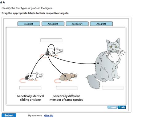 Solved Classify The Four Types Of Grafts In The Figure