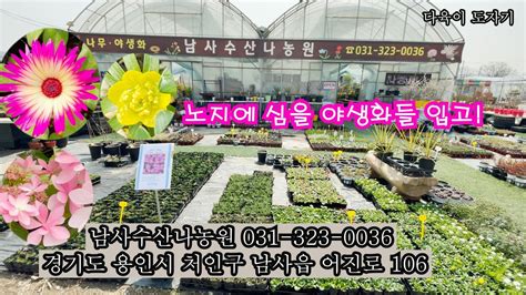 남사화훼단지 남사수산나농원 야생화농원 좀양지꽃 완다앵초 꽃잔디 마가렛 수국 리빙스턴데이지 설유화 춘절국화 유럽봄맞이 바위솔등 Youtube