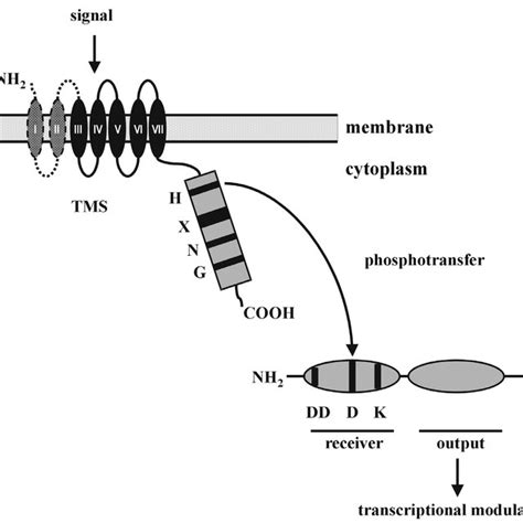 2 distribution of two component regulatory systems on the l plantarum