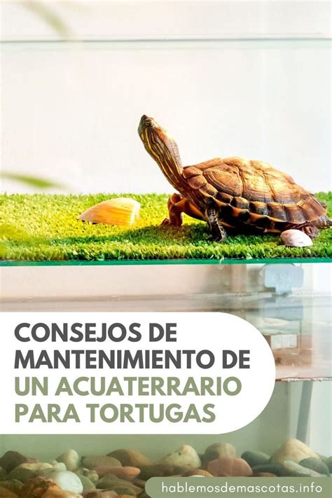 Consejos De Mantenimiento De Un Acuaterrario Para Tortugas Tortugas Acuaticas Tortuga Mascota