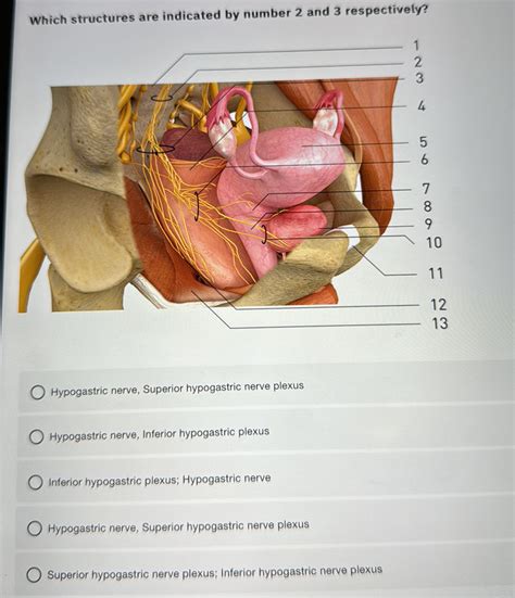 Which Structures Are Indicated By Number 2 Studyx