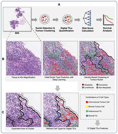 Illustration Of The Main Workflow A Nuclei Detection At 40×