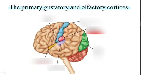 Olfactory Cortices Diagram Quizlet