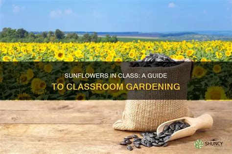 Sunflowers In Class A Guide To Classroom Gardening Shuncy