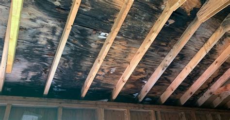 Disaster Kleenup On Linkedin When Encountering Mold Issues Swift Response And Attention To