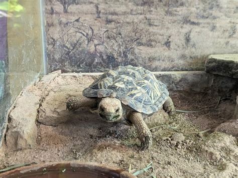 Pancake Tortoises Bumpy Shells R Reptiles