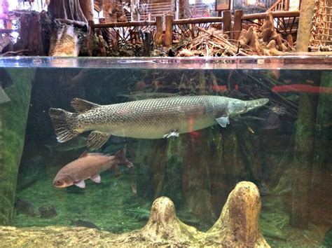 Bass Pro Shops Headquarters And Downtown Springfield