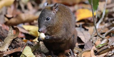 Unveiling Kangaroo Evolution Where Did They Come From