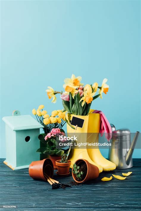 블루에 나무 테이블 위에 배열된 고무 부츠와 꽃 화분 원 예 도구 물을 수 버드 뷰를 닫습니다 0명에 대한 스톡 사진 및 기타 이미지 Istock