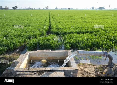 Irrigation System In Punjab India At Jai Smeaton Blog