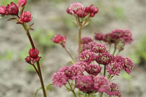 Astrantia Lars