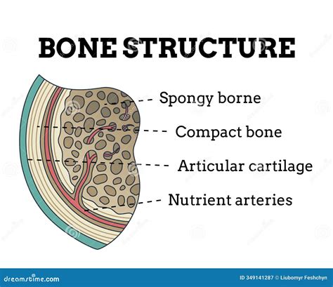 Bone Structure Biology Educational Poster Design Scheme Of Human Bone Anatomy Flat Vector