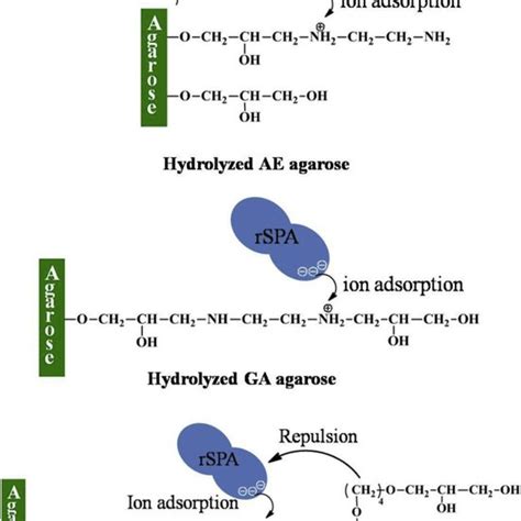 Representative Explanations For The Effect Of The Spacer Arm