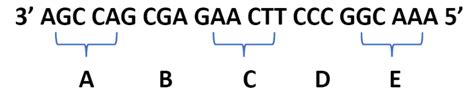 Solved Determine The Relationships Among Dna Base Sequences Mrna