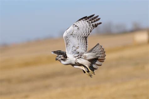 Red Tailed Hawk Stock Image Image Of Hunter Claws Wings 17131239