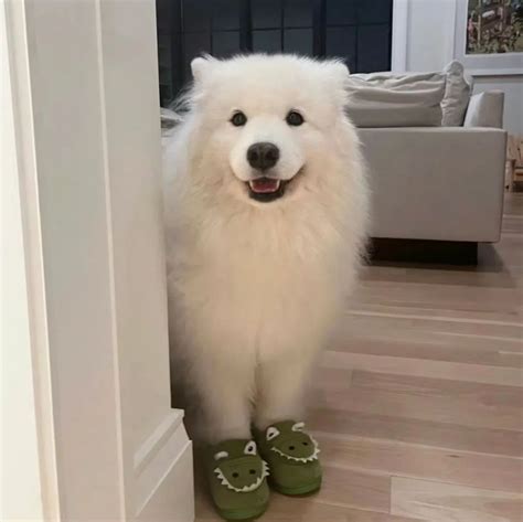 萨摩耶穿着鳄鱼拖鞋露齿笑，可爱爆表萌化人心 超nice的表情包表情包图片动图 求表情网 斗图从此不求人