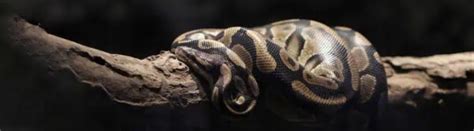 Types Of Pythons Species Facts And Photos