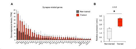 Expression Levels Of Synapse Related Genes A The Expression Levels Download Scientific