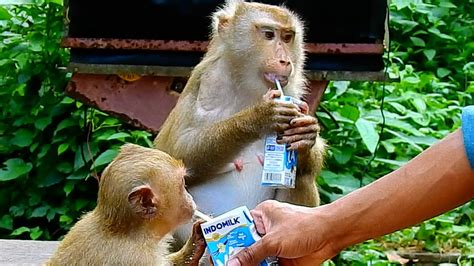 Wonderful Morning Rainbow And Libby Monkey Drinking Milk Race