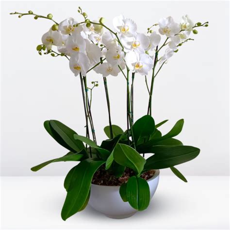 Exclusivo Jardin De 6 Orquídeas Premium And Maceta Vibra De Vidrio Orquiflor Orquideas En