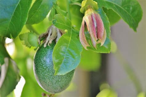 Growing Passion Fruit In Containers From Seed Cuttings Gardening Tips