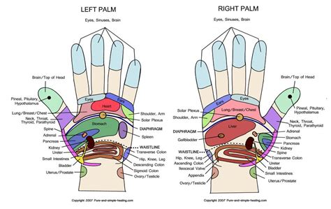 Hand Reflexology Chart Printable Theyre Located On Both Hands