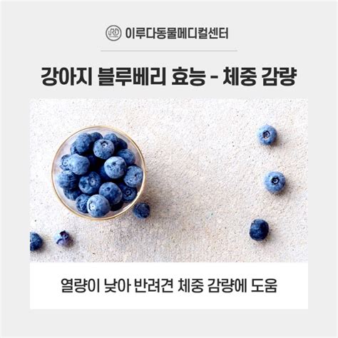 강아지 블루베리 먹어도 되나요 급여량 및 방법 냉동 주의하기 네이버 블로그