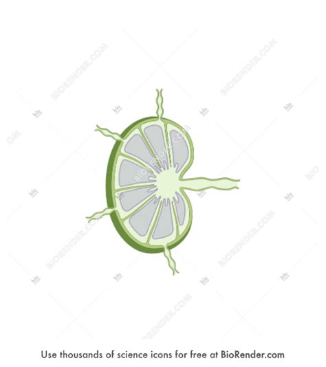 Free Lymph Node Cut With Cortex Icons Symbols And Images Biorender