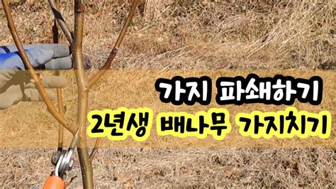2년생 배나무 묘목 가지치기 And 나뭇가지 파쇄 Youtube