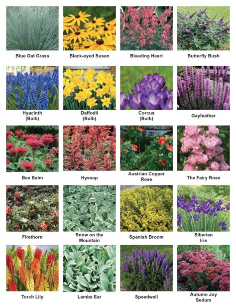 Printable List Of Deer Resistant Plants