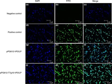 Immunogenicity And Protective Efficacy Of Orally Administered Recombinant Lactobacillus