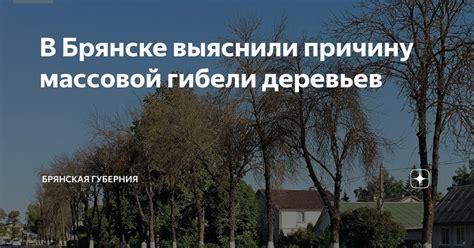 В Брянске выяснили причину массовой гибели деревьев Брянская губерния