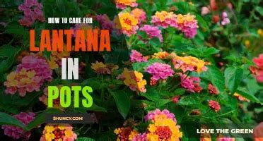 Reviving Your Lantana After Freeze A Step By Step Guide To Proper