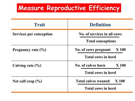 Ppt Reproductive Physiology Of Beef And Cattle Powerpoint